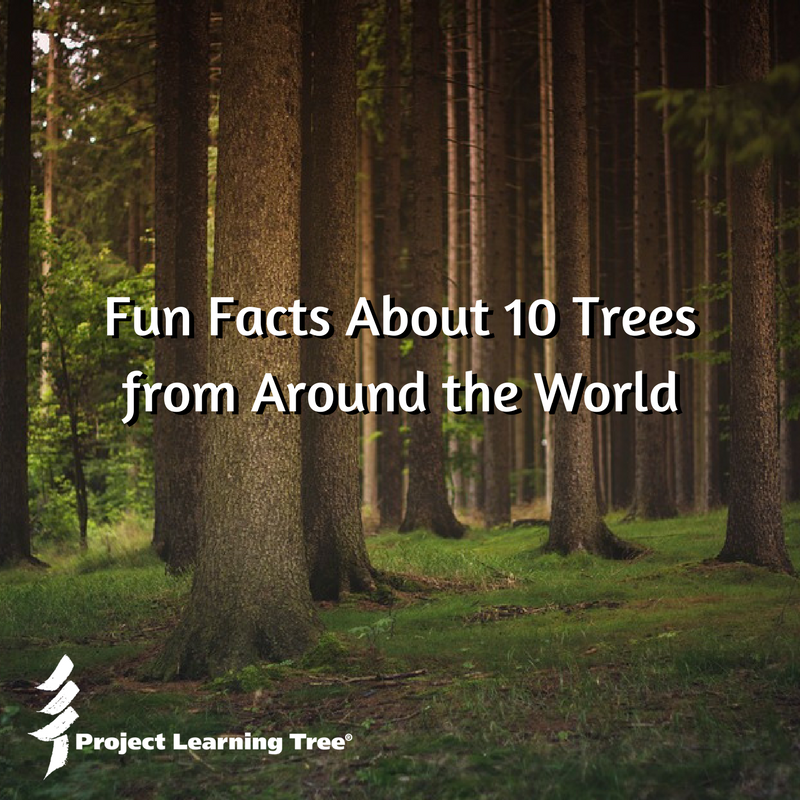Teaching About Trees: Activity and Fun Facts About 10 Trees from Around ...