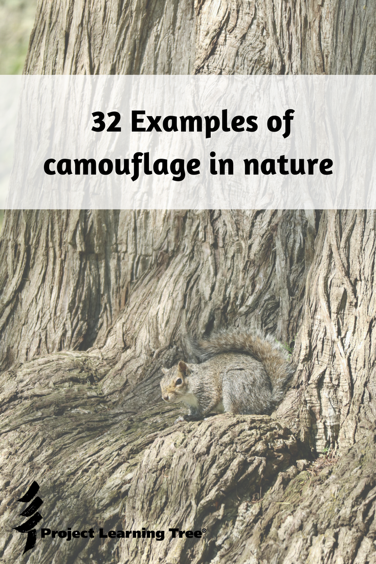32 Examples of Camouflage in Nature - Project Learning Tree