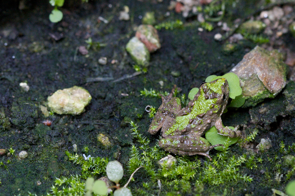 32 Examples of Camouflage in Nature - Project Learning Tree