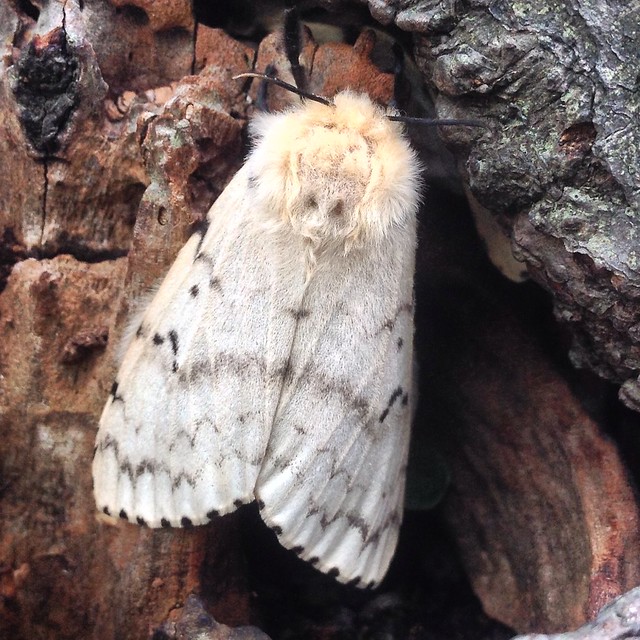 Most Unwanted: Invasive Insects in U.S. Forests - Project Learning Tree