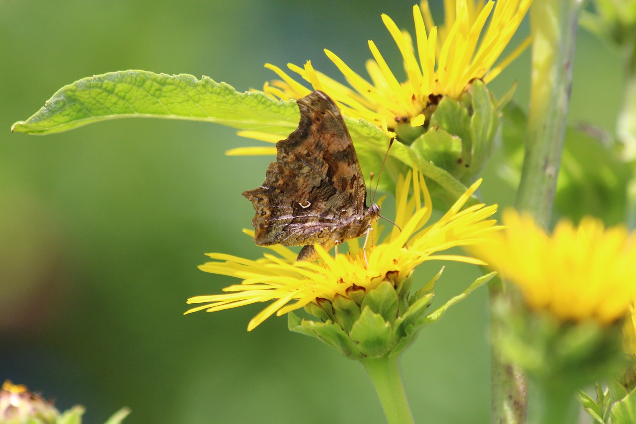 Better Together: Mutualistic Relationships Between Plants and Insects ...