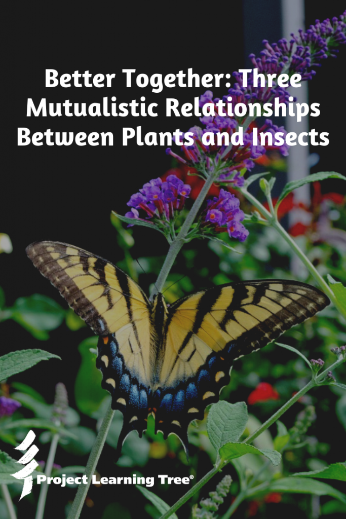Better Together: Mutualistic Relationships Between Plants and Insects ...