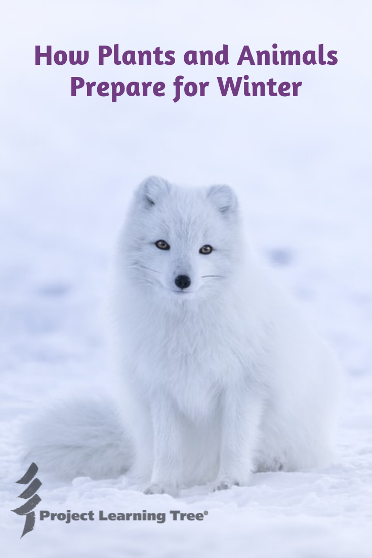 How Plants and Animals Prepare for Winter - Project Learning Tree