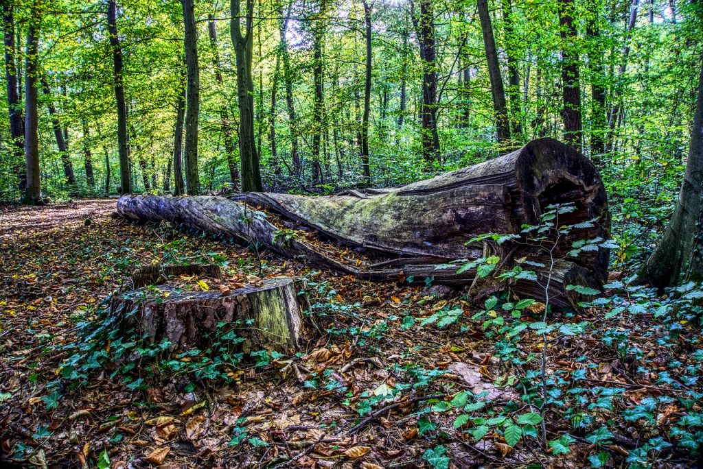 Tips for Doing PLT Activities - Project Learning Tree