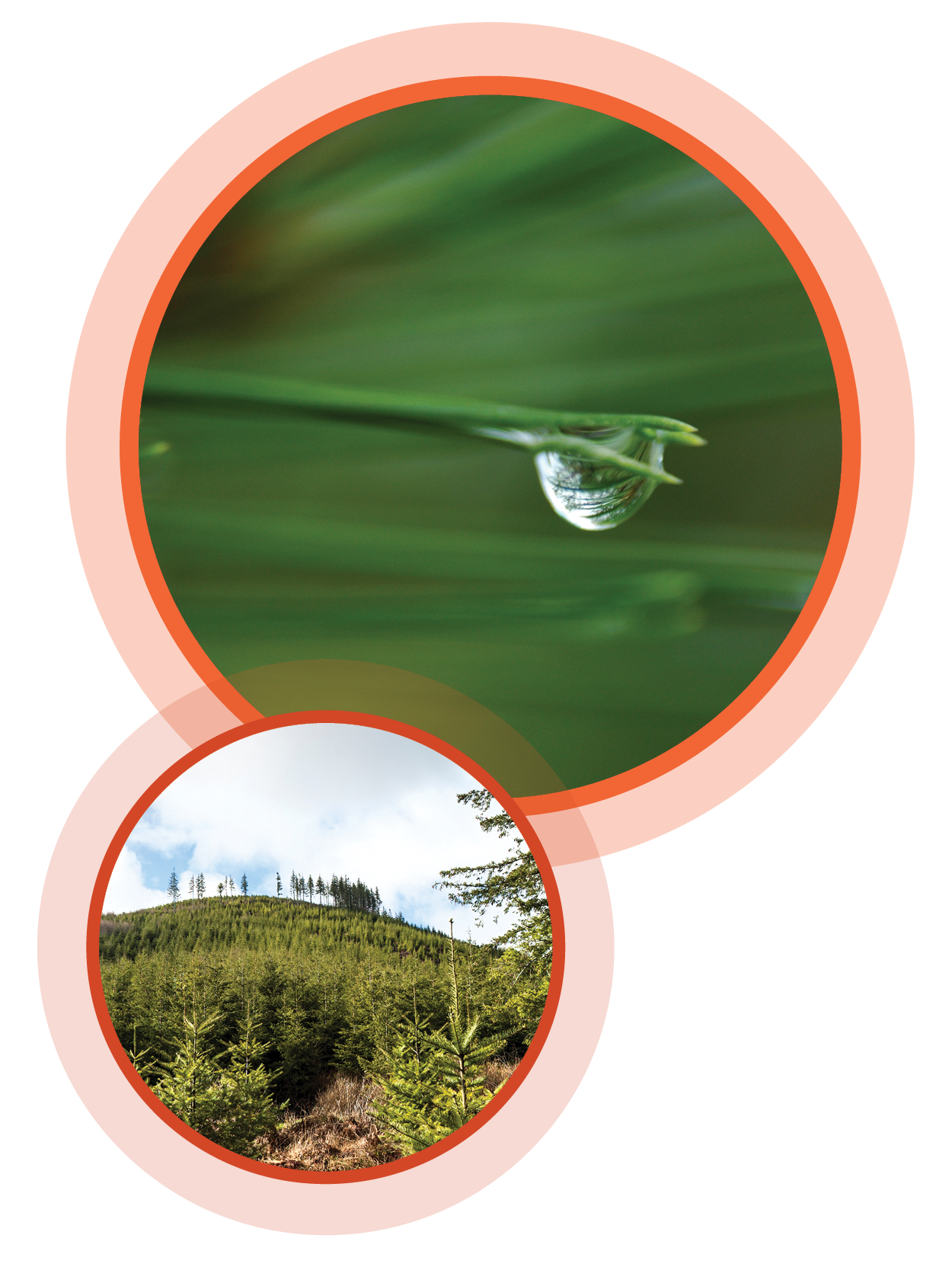 Activity: Every Tree for Itself - Project Learning Tree