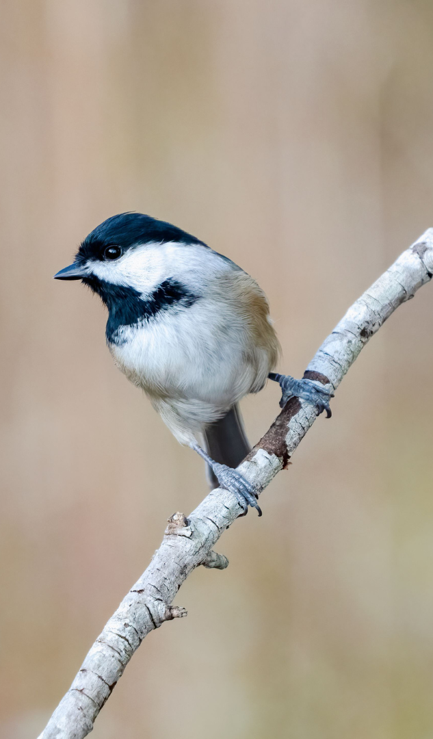 Everything Is Connected: The Benefits of Native Bird, Insect, and Tree ...