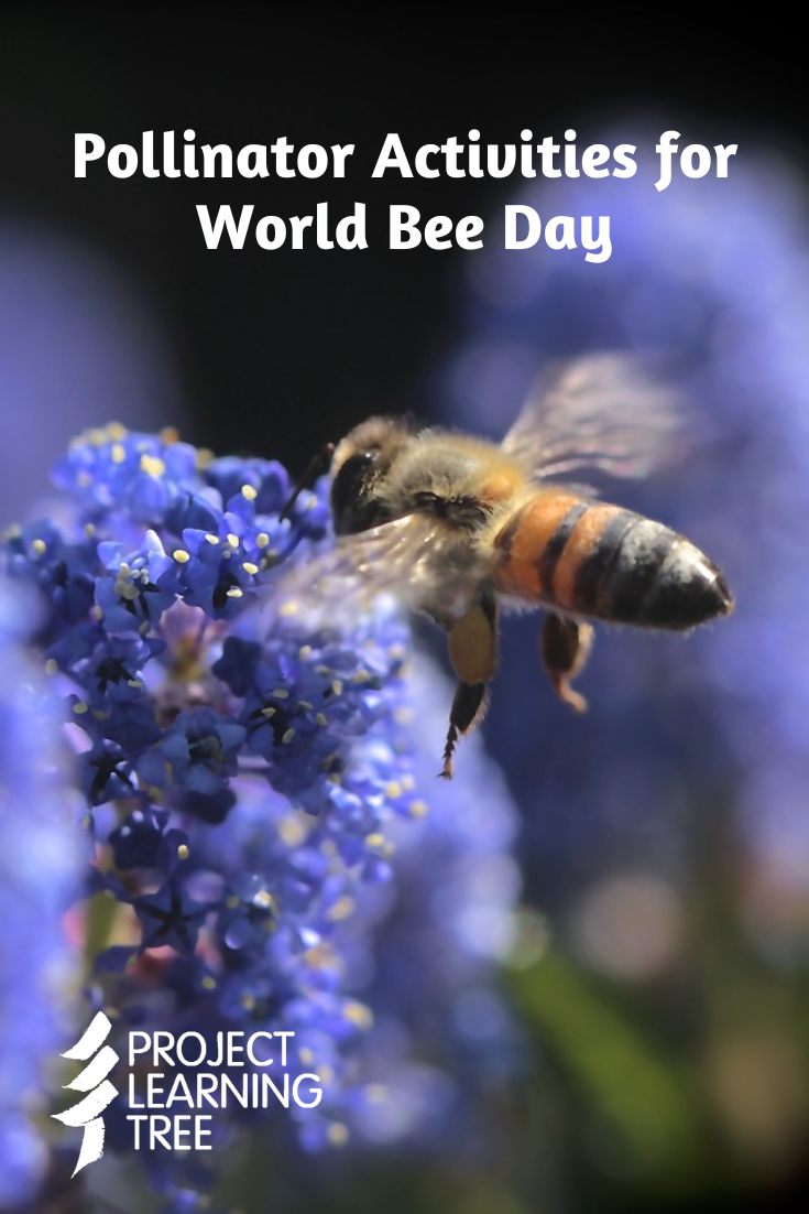 Engage Students With Pollinator Activities for World Bee Day - Project ...